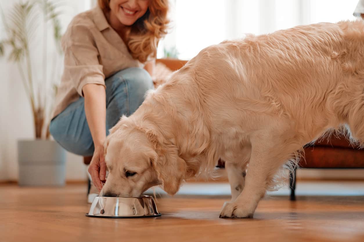 Switching Dog Food: The Best Way to Transition Your Dog’s Food - The ...