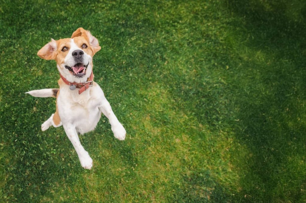 How to Tell If Your Dog’s Food Is Working: 5 Signs to Check - The Dog ...